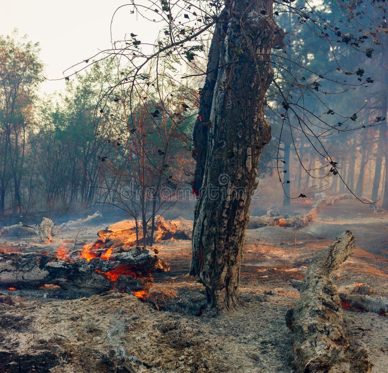 Forest Fire, Wildfire Burning Tree in Red and Orange Color. Stock Photo ...
