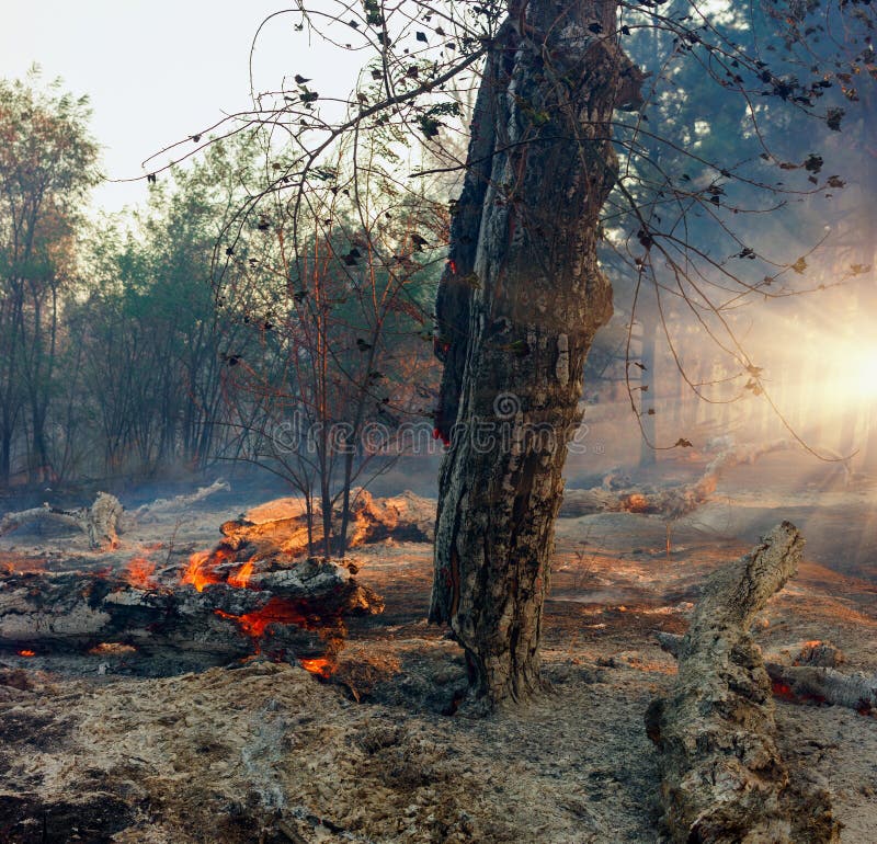 Forest Fire, Wildfire Burning Tree in Red and Orange Color Stock Image ...