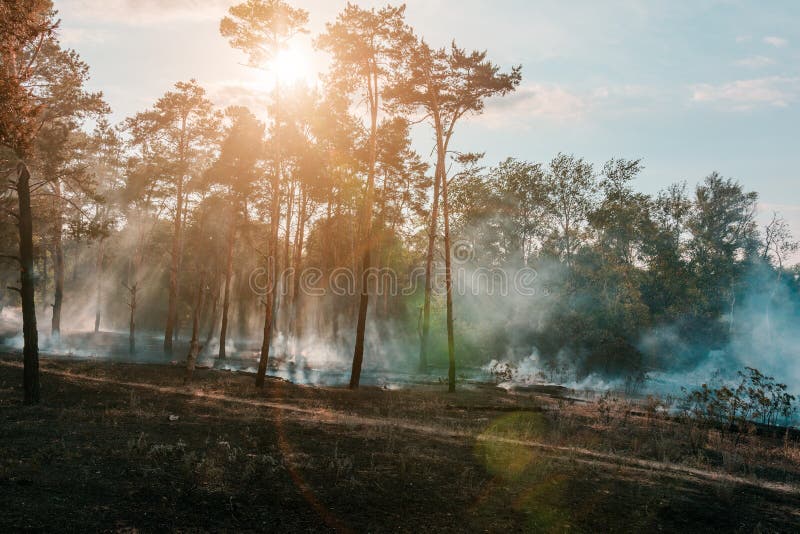Forest Fire, Wildfire Burning Tree in Red and Orange Color. Stock Image ...