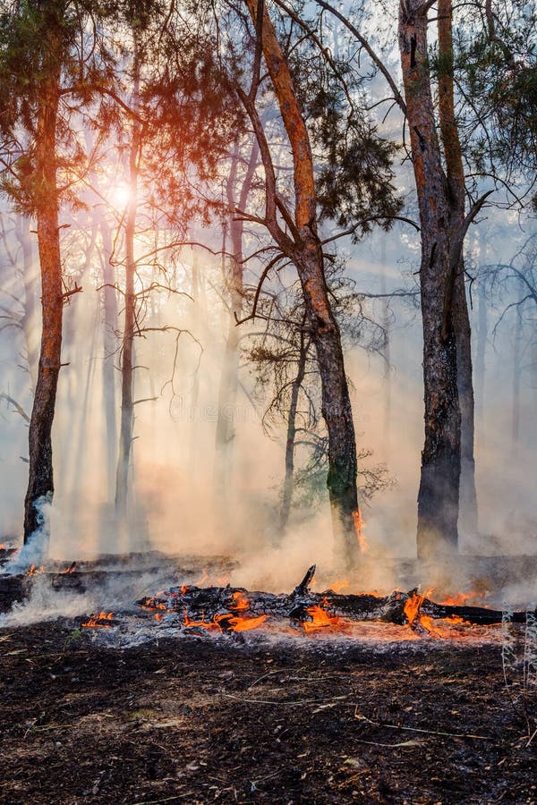 Forest Fire, Wildfire Burning Tree in Red and Orange Color. Stock Image ...