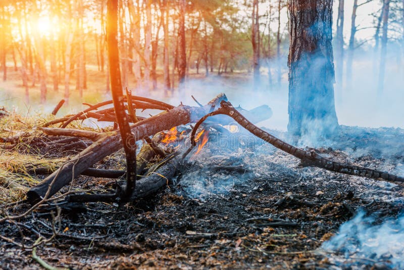 Forest Fire, Wildfire Burning Tree in Red and Orange Color. Stock Image ...