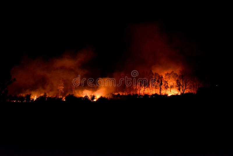 Forest fire stock image. Image of forest, burning, trees - 1117365