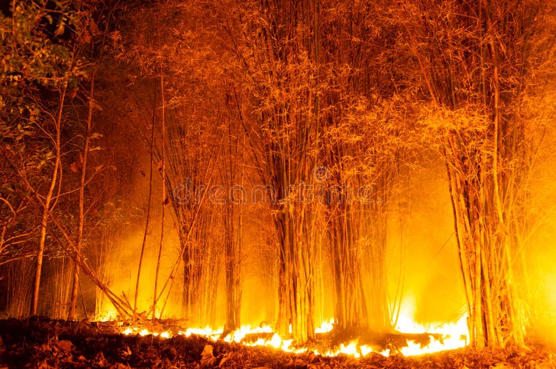 Forest fire, Wildfire stock image. Image of flames, forest - 171965449