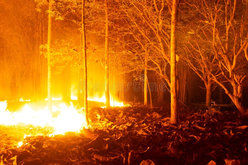 Forest fire, Wildfire stock image. Image of emergency - 172709471