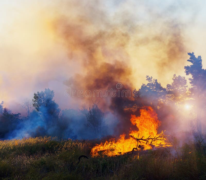 Forest Fire, Wildfire Burning Tree in Red and Orange Color at Sunset ...