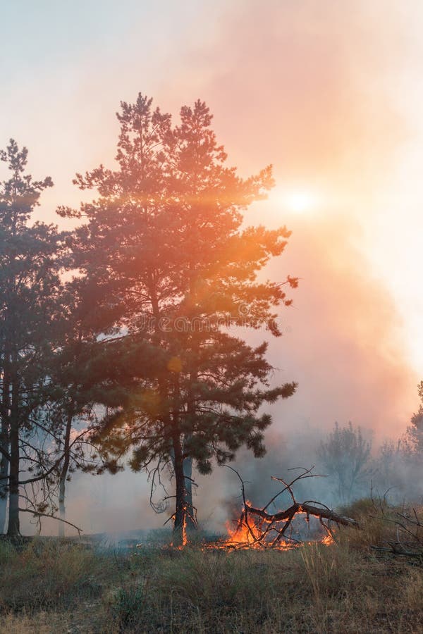 Fire. Wildfire at Sunset, Burning Pine Forest in the Smoke and Flames ...
