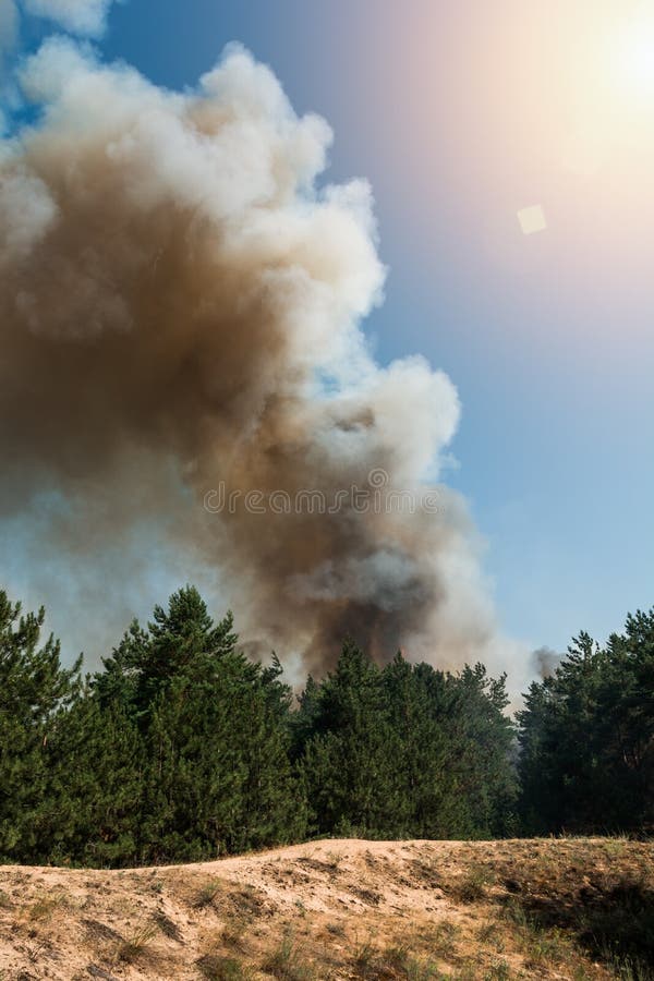Forest Fire, Wildfire Close in the Daytime Stock Image - Image of ...