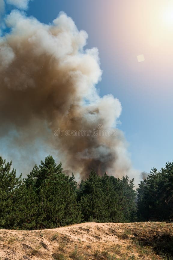 Forest Fire, Wildfire Close in the Daytime Stock Image - Image of ...