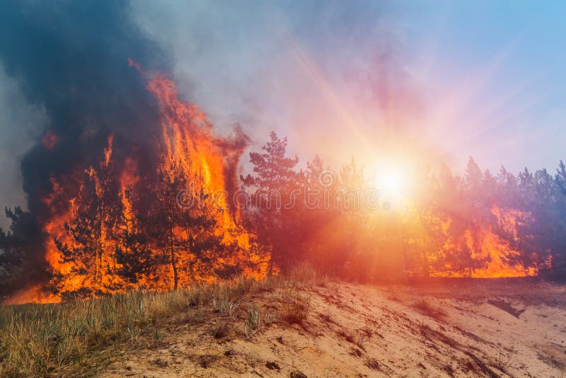 Forest Fire, Wildfire Close in the Daytime Stock Image - Image of bush ...