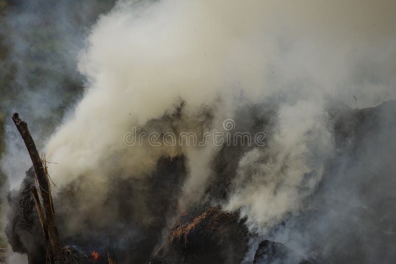 Forest fire stock image. Image of ecology, energy, destruction - 87597767