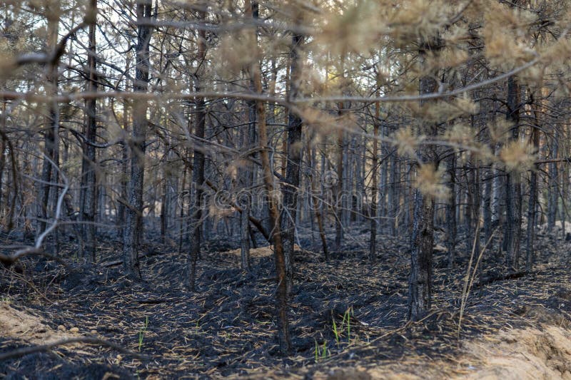 Forest after the Fire, Young Coniferous Forest Burned, Remains of ...