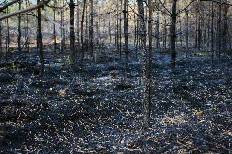 Forest after the Fire, Young Coniferous Forest Burned, Remains of ...