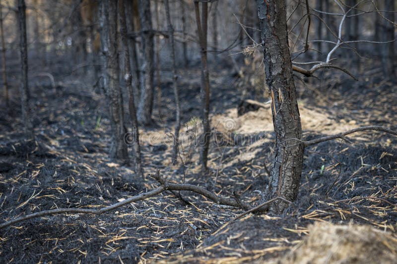 Forest after the Fire, Young Coniferous Forest Burned, Remains of ...