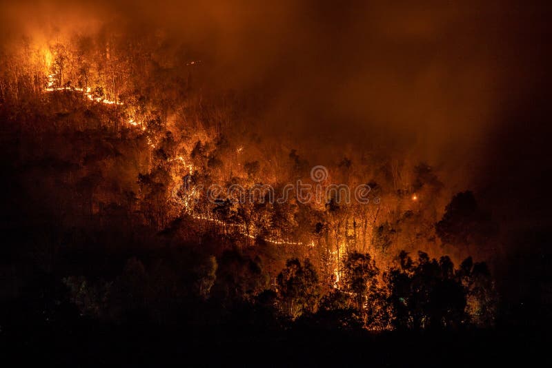 Forest Fires are Burning Forests Stock Photo - Image of danger, event ...