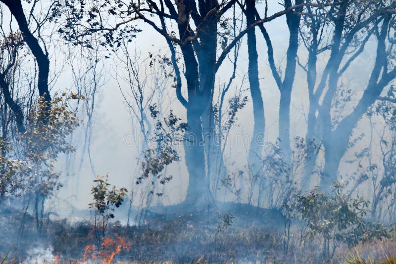 Forest Fires in the Daytime. Stock Photo - Image of ecology, fire: 50627444