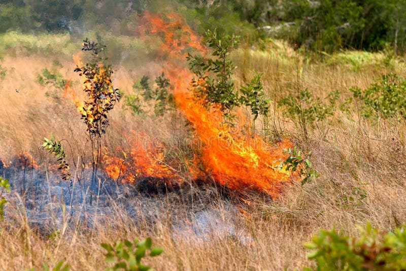 Forest Fires in the Daytime. Stock Photo - Image of flare, burning ...