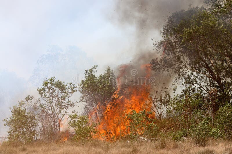 Forest Fires in the Daytime. Stock Photo - Image of fire, reed: 50627342