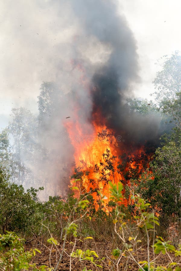Forest Fires in the Daytime. Stock Photo - Image of ecology, fire: 50627444