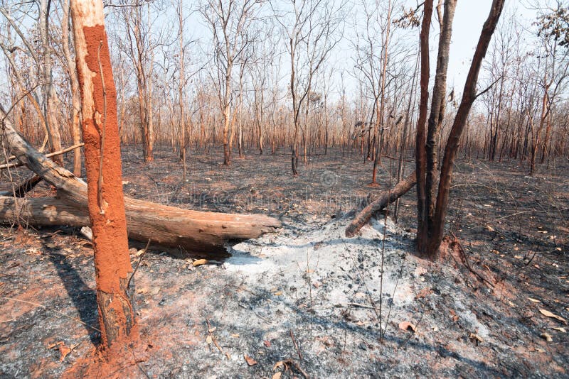 During the Dry Season, Mixed Deciduous Forests in Southeast Asia are ... During the Dry Season, Mixed Deciduous Forests in Southeast Asia are ...