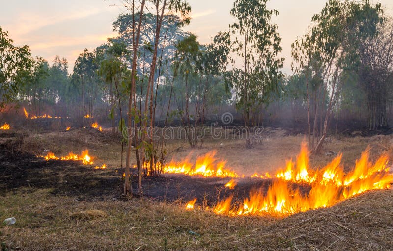 Forest fires stock photo. Image of natural, emergency - 121463726