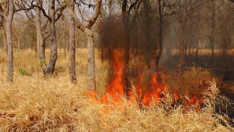 Forest fires stock image. Image of igniting, people, orange - 56466877