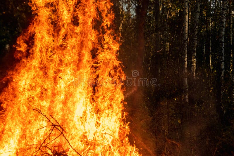 Forest Fires, Fire in Nature, the Destruction of Tree Plants Stock ...