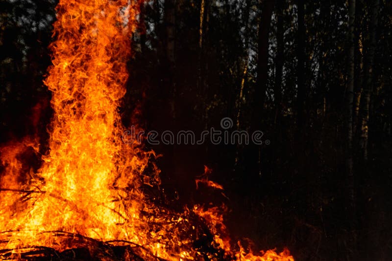 Forest Fires, Fire in Nature, the Destruction of Tree Plants Stock ...