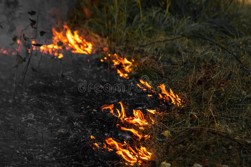 Forest Fires, Fire in Nature, the Destruction of Tree Plants Stock ...