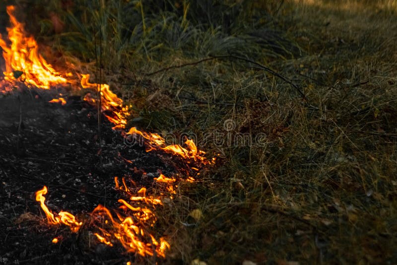 Forest Fires, Fire in Nature, the Destruction of Tree Plants Stock ...
