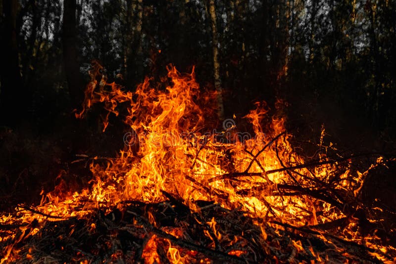 Forest Fires, Fire in Nature, the Destruction of Tree Plants Stock ...