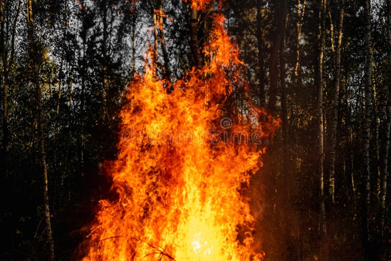Forest Fires, Fire in Nature, the Destruction of Tree Plants Stock ...