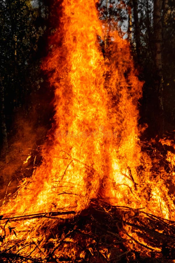 Forest Fires, Fire in Nature, the Destruction of Tree Plants Stock ...