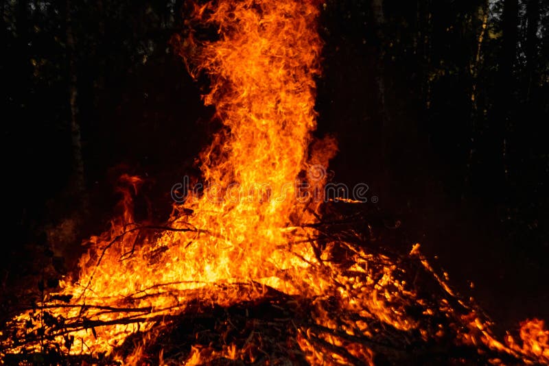 Forest Fires, Fire in Nature, the Destruction of Tree Plants Stock ...