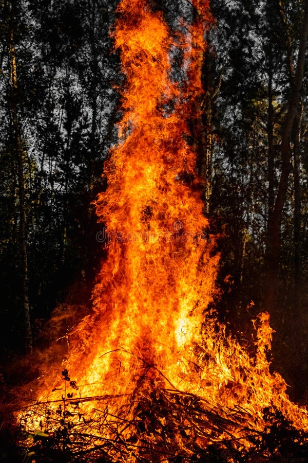 Forest Fires, Fire in Nature, the Destruction of Tree Plants Stock ...