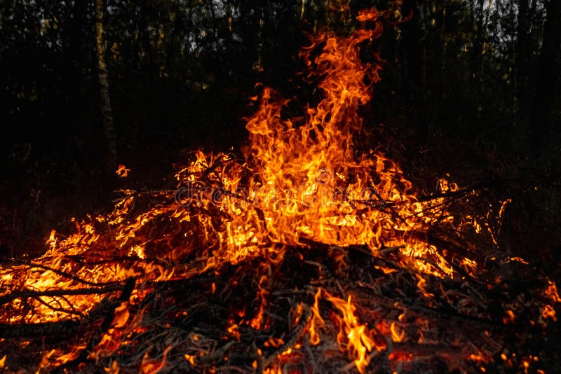Forest Fires, Fire in Nature, the Destruction of Tree Plants Stock ...