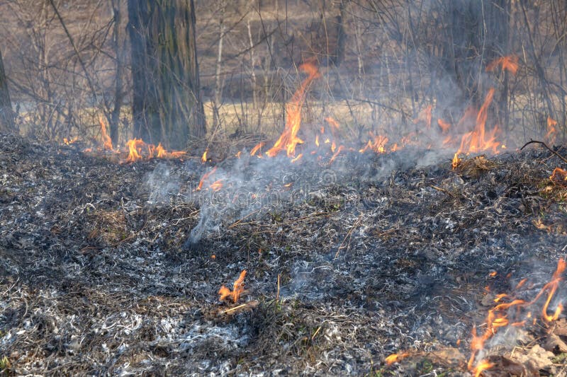 Forest fires stock photo. Image of burning, burn, damage - 52044266