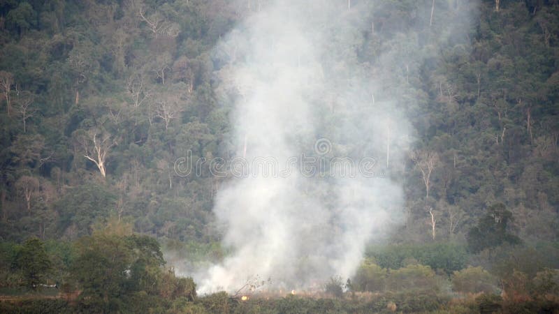 Forest Fires during a Hot Sunny Summer Day, Forest Fire in Progress ...