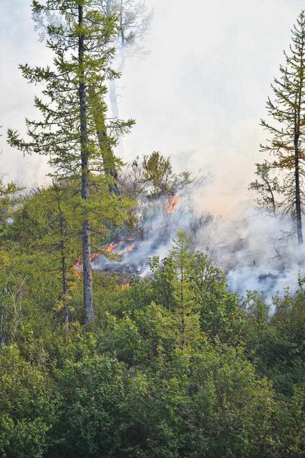 Forest fires stock image. Image of asia, fires, damage - 162986917
