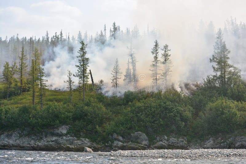 Forest fires stock photo. Image of burn, destruction - 162987308