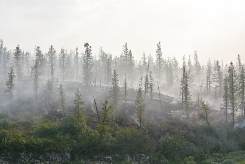 Forest fires stock photo. Image of forest, natural, land - 162987522