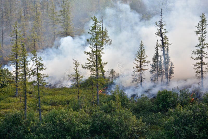 Forest fires stock image. Image of ecology, outdoor - 162985601