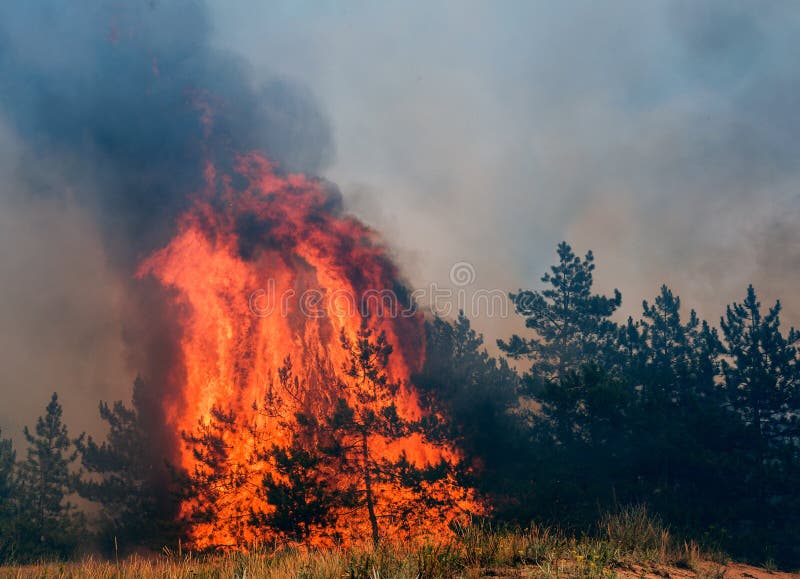 Forest Fires and Wind Dry Completely Destroy the Forest and Steppe ...