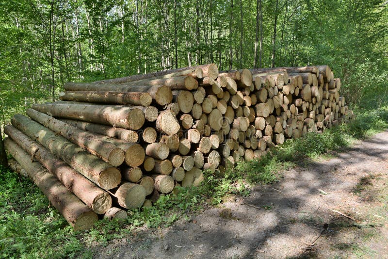 Forest Firewood Wood Tree Forest Path Nature Stock Photo - Image of ...