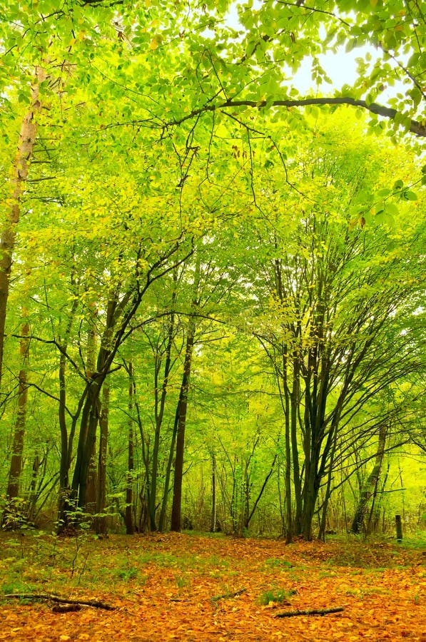Forest in the First Days of Autumn Stock Photo - Image of sunlight ...