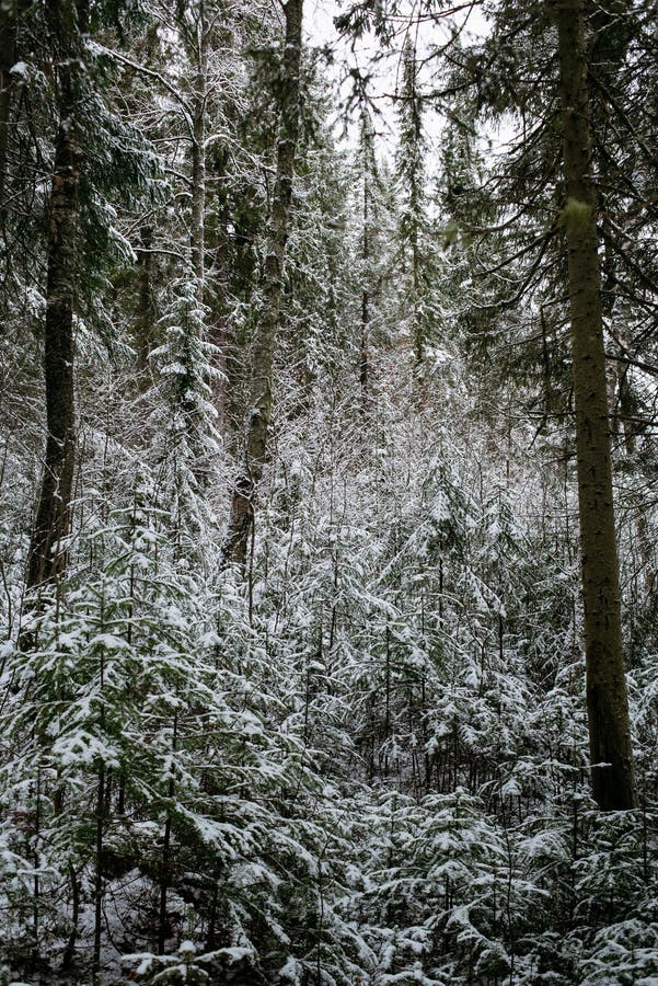 Forest after the First Snowfall Stock Photo - Image of snow ...