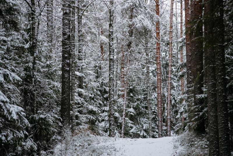 Forest after the First Snowfall Stock Photo - Image of forest, season ...