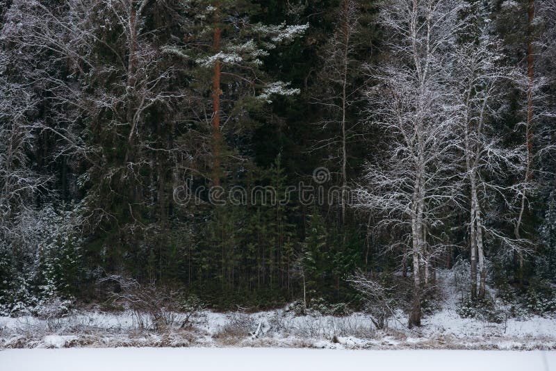 Forest after the First Snowfall Stock Photo - Image of scenic, north ...