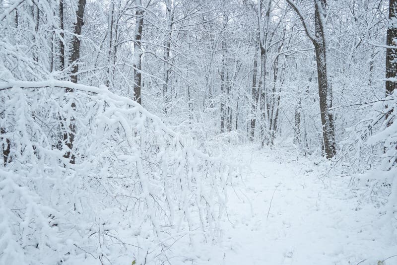 Forest after the First Snowfall. Stock Photo - Image of beautiful ...