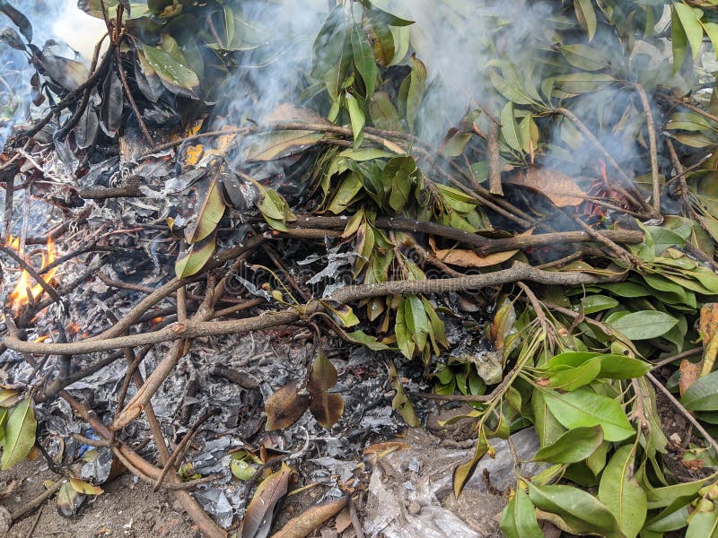 Forest in Flame, Burnt Trees, Forest Fire Disaster Stock Photo - Image ...