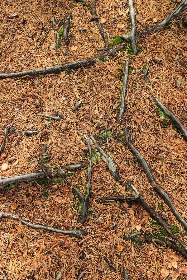 Forest floor stock image. Image of ground, woods, floor - 26852969